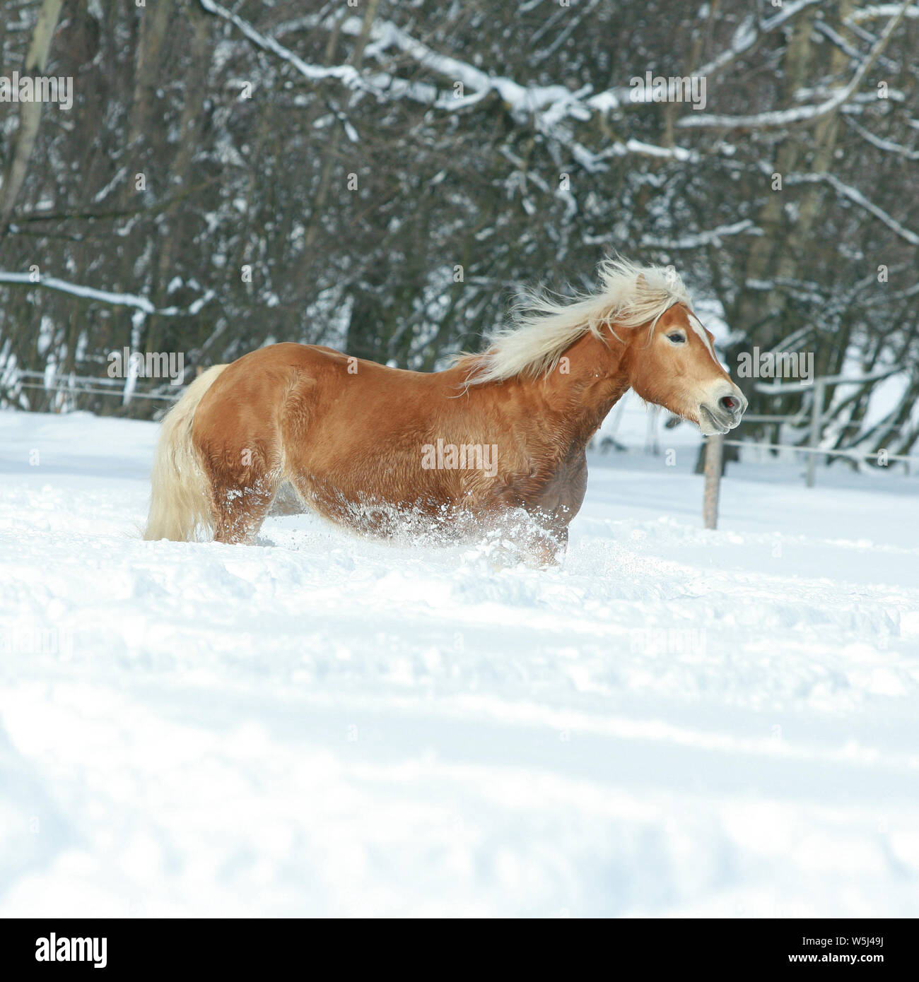 Beautiful haflinger with long blond mane running in the snow Stock ...