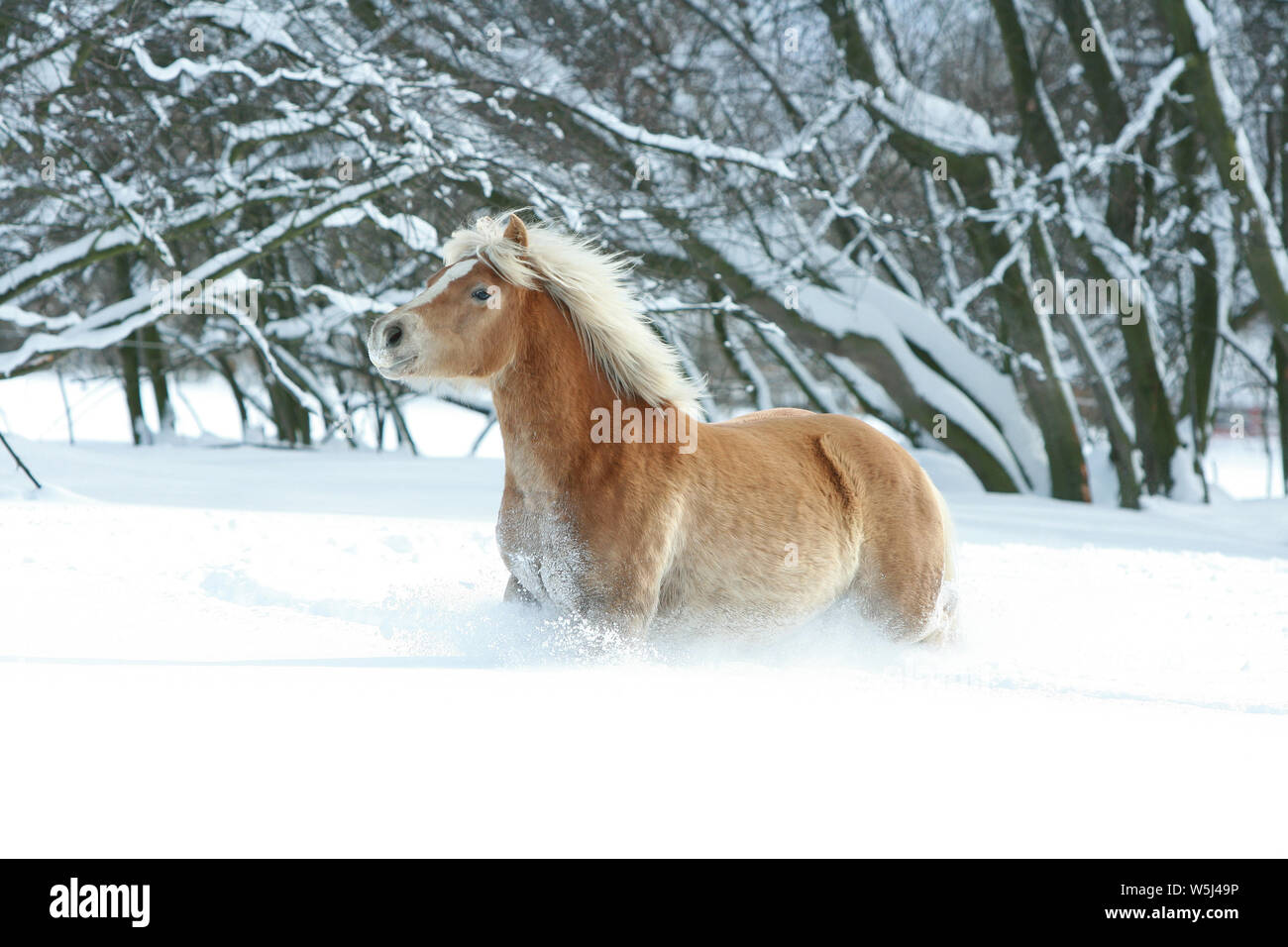 Haflinger horse long mane hi-res stock photography and images - Alamy