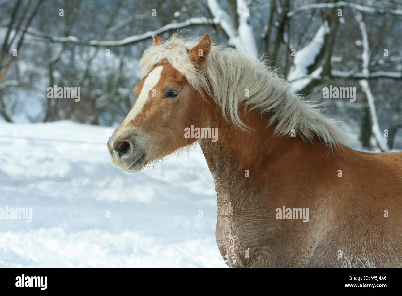 Beautiful haflinger with long blond mane running in the snow Stock ...