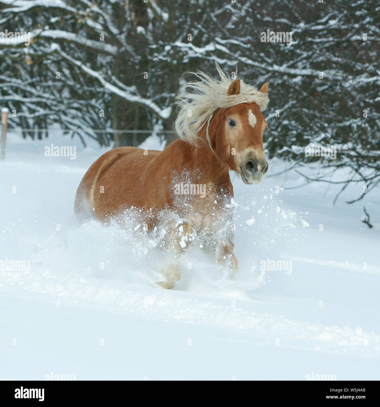 Beautiful haflinger with long blond mane running in the snow Stock ...