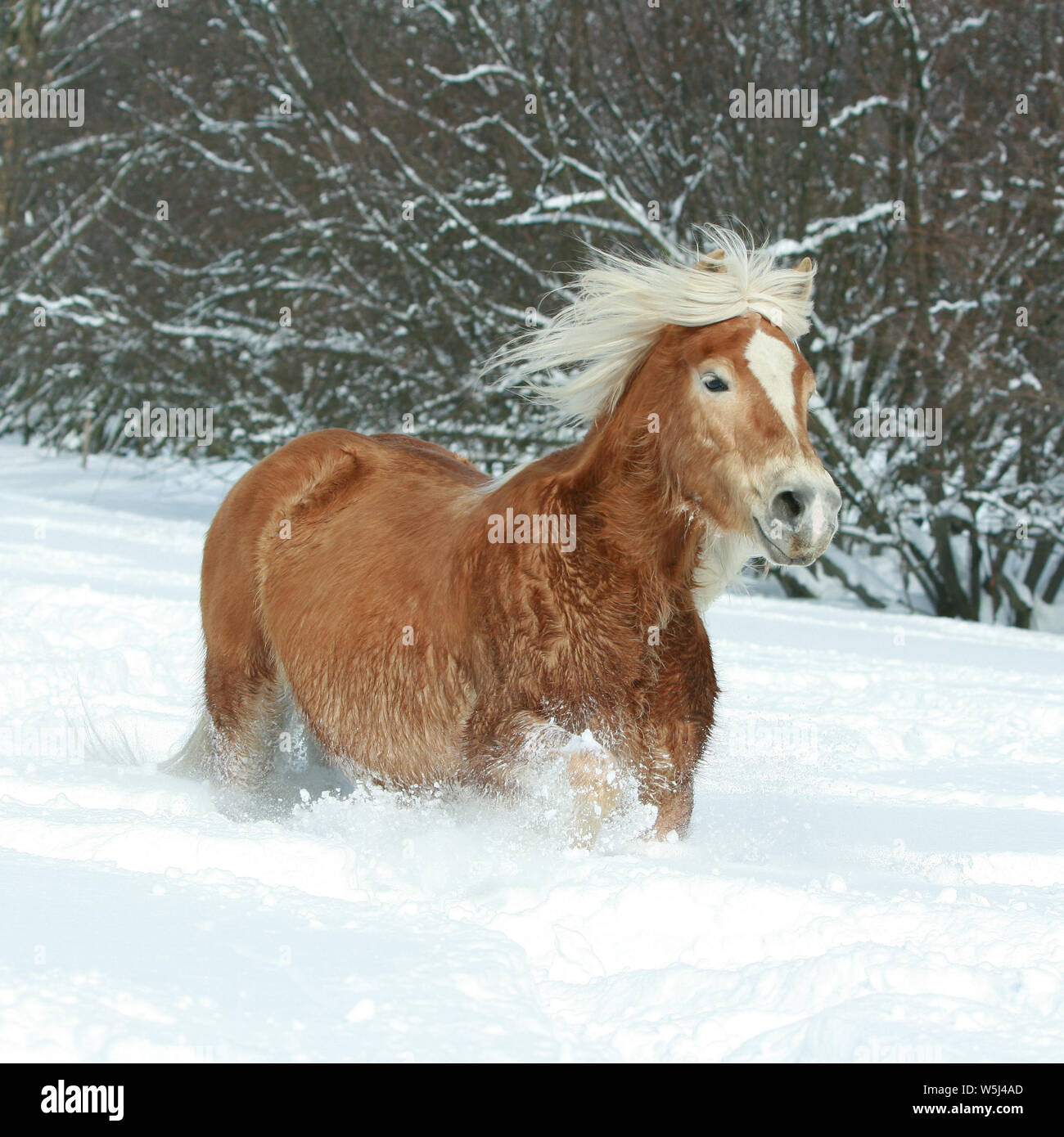 Beautiful haflinger running in hi-res stock photography and images - Alamy