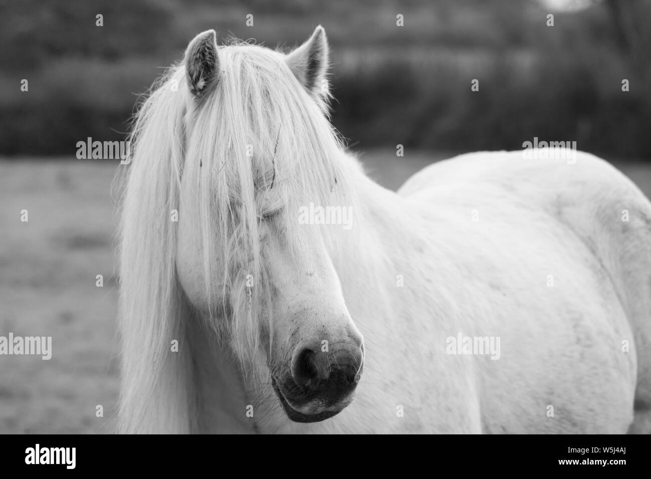Grey pony hi-res stock photography and images - Alamy