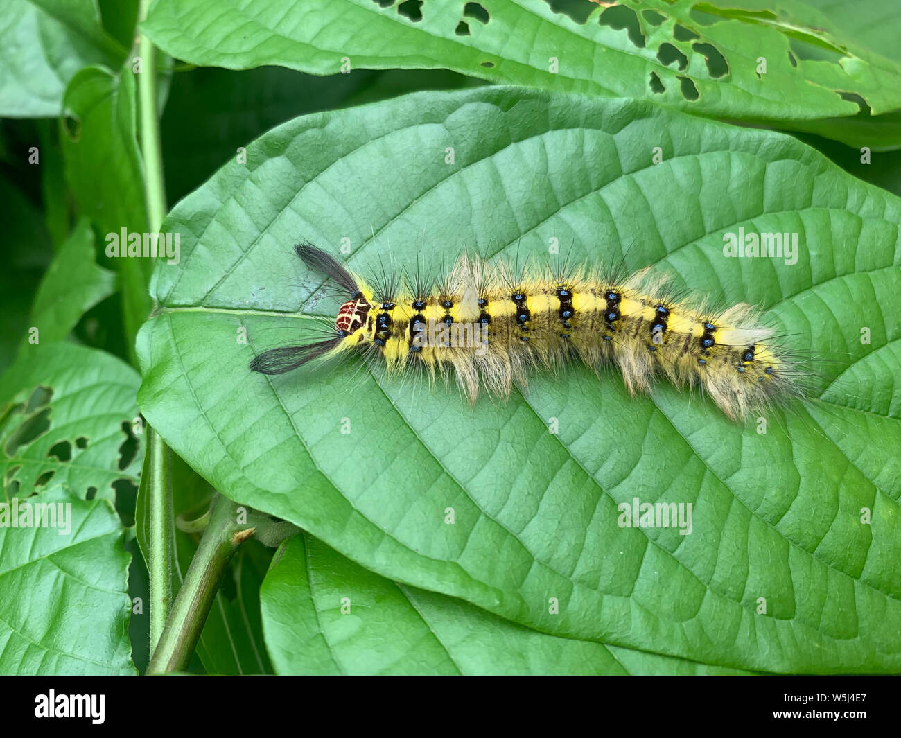 Trabala vishnou hi-res stock photography and images - Alamy