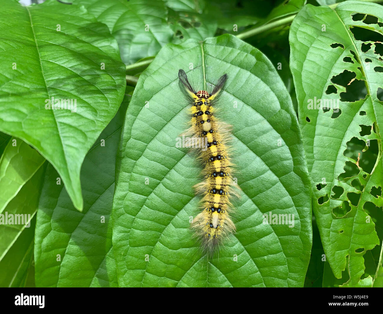 Trabala vishnou hi-res stock photography and images - Alamy