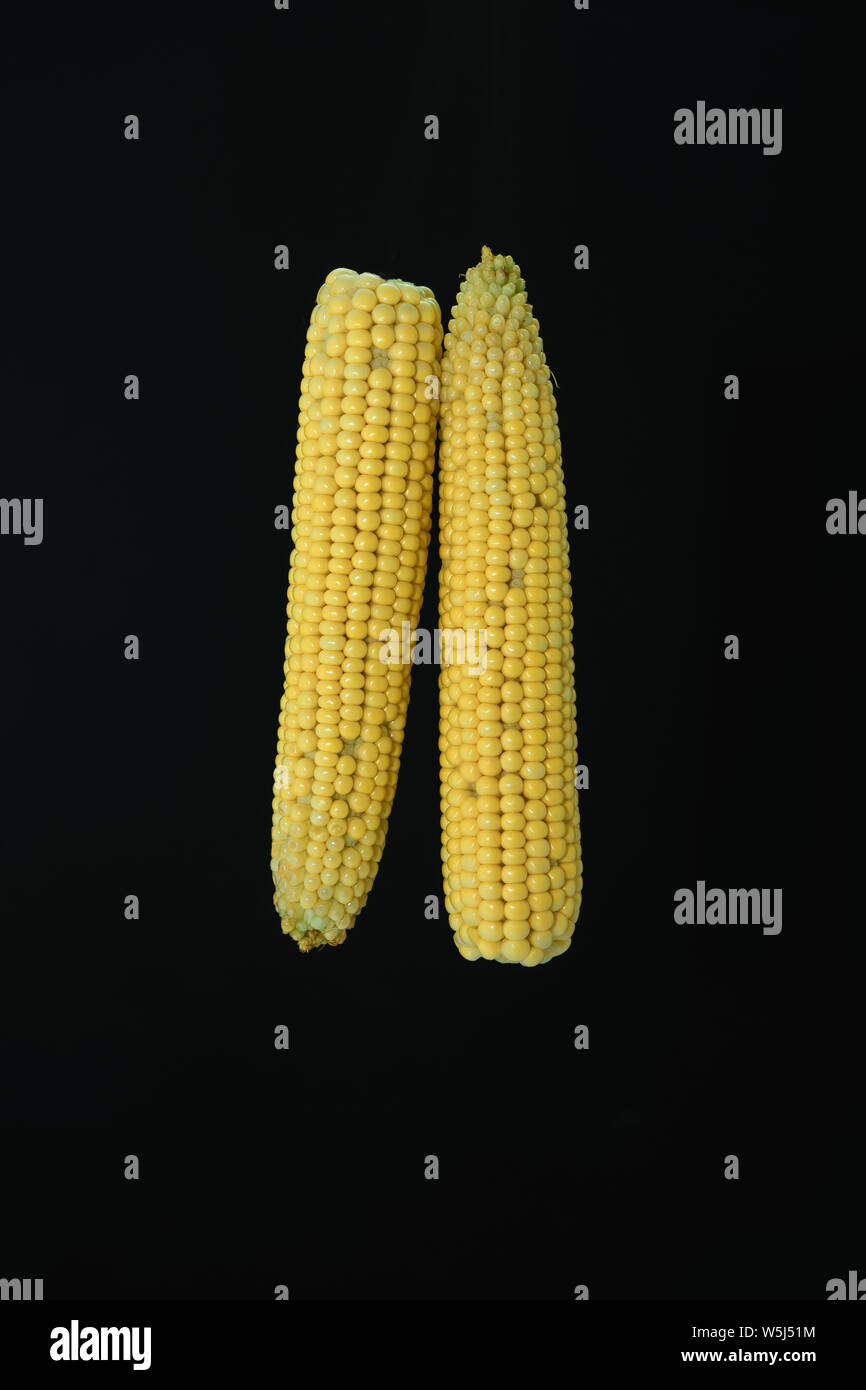 Beautiful fresh two corn maze on a black background Stock Photo - Alamy
