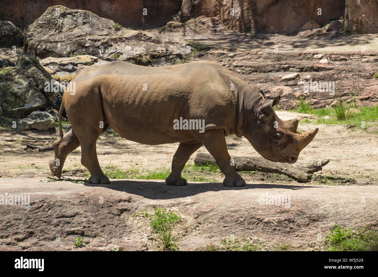LARGE FULL SIZE RHINO WALKING Stock Photo - Alamy