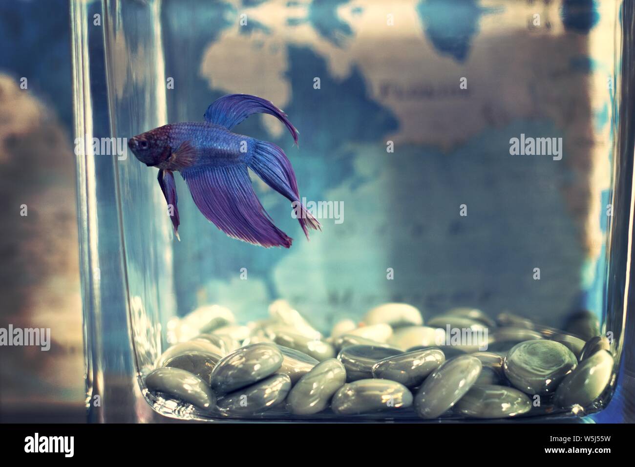 Closeup shot of a small beautiful purple and blue fish in a small jar ...