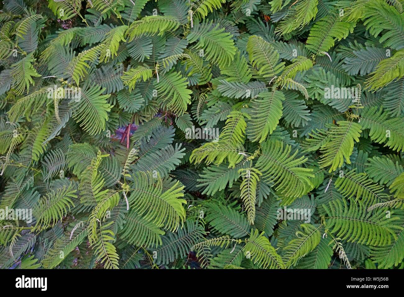 Leaves all around hi-res stock photography and images - Alamy