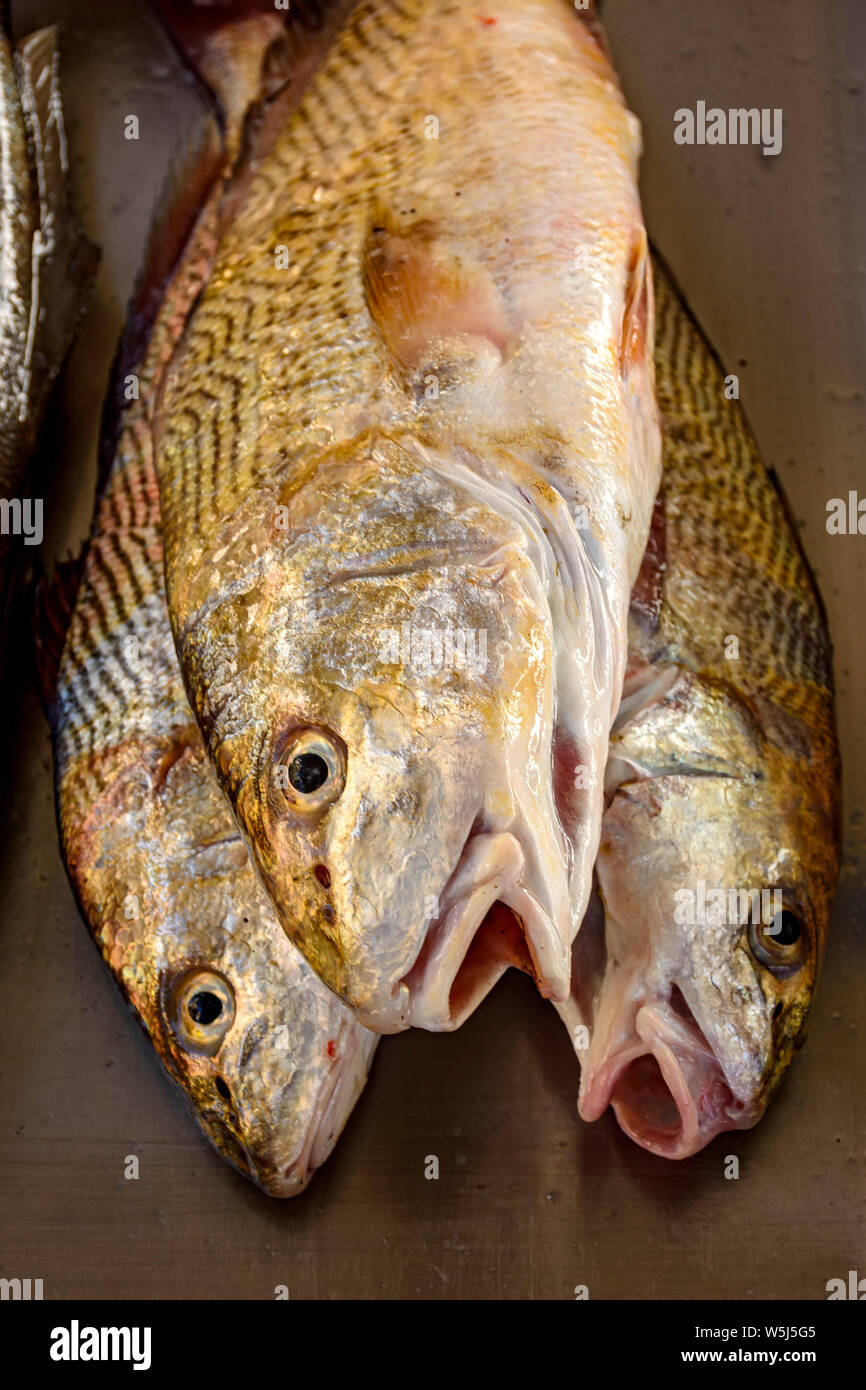 Fresh and freshly caught fish for sale at a fishing colony on ...