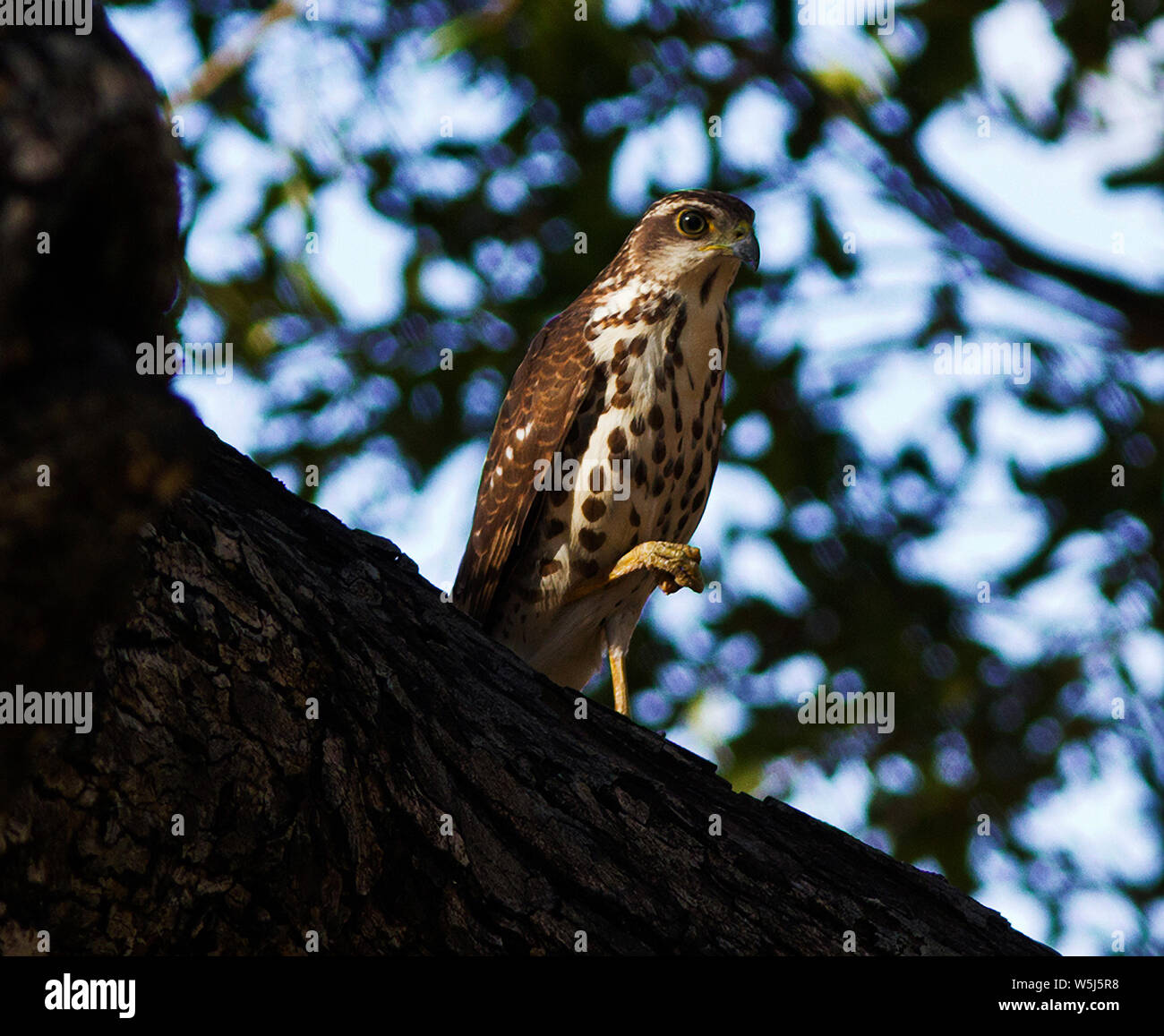 The African Goshawk is the commonest of the Accipter family of hawks throughout Eastern and ...