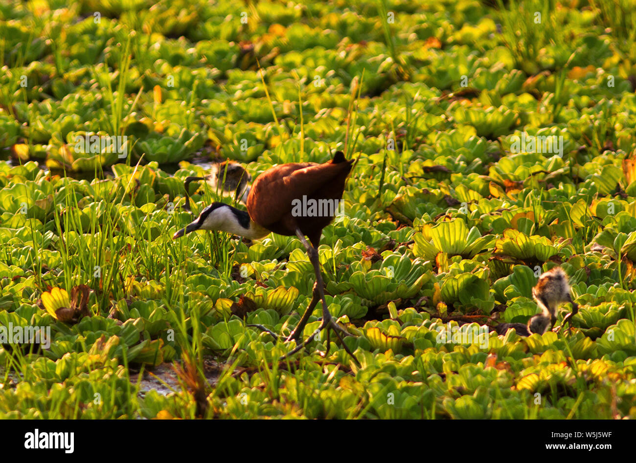 The African Jacana is a classic example of Polyandry. The much larger ...