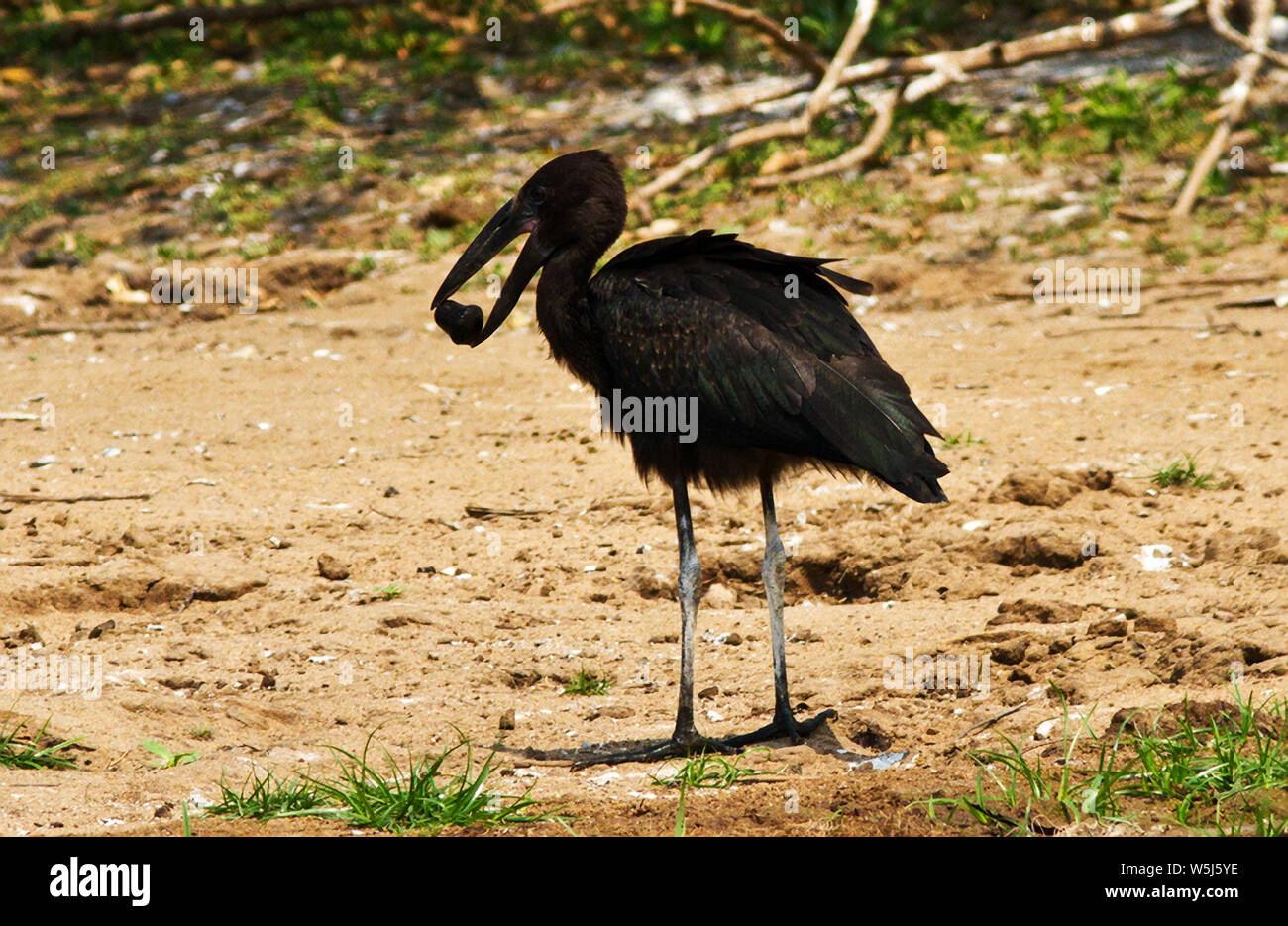 Colony of snails hi-res stock photography and images - Alamy