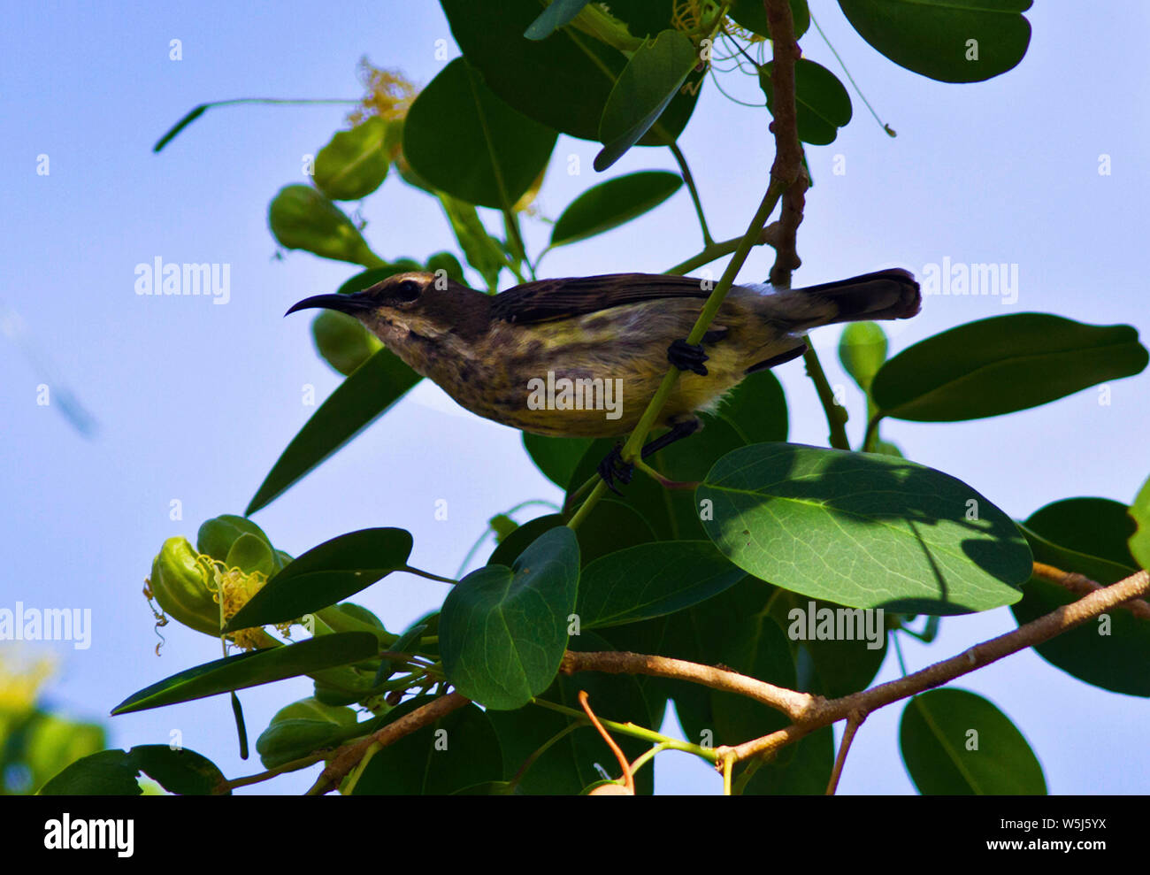 The female of the Purple banded Sunbird, as with most of the Sunbird ...