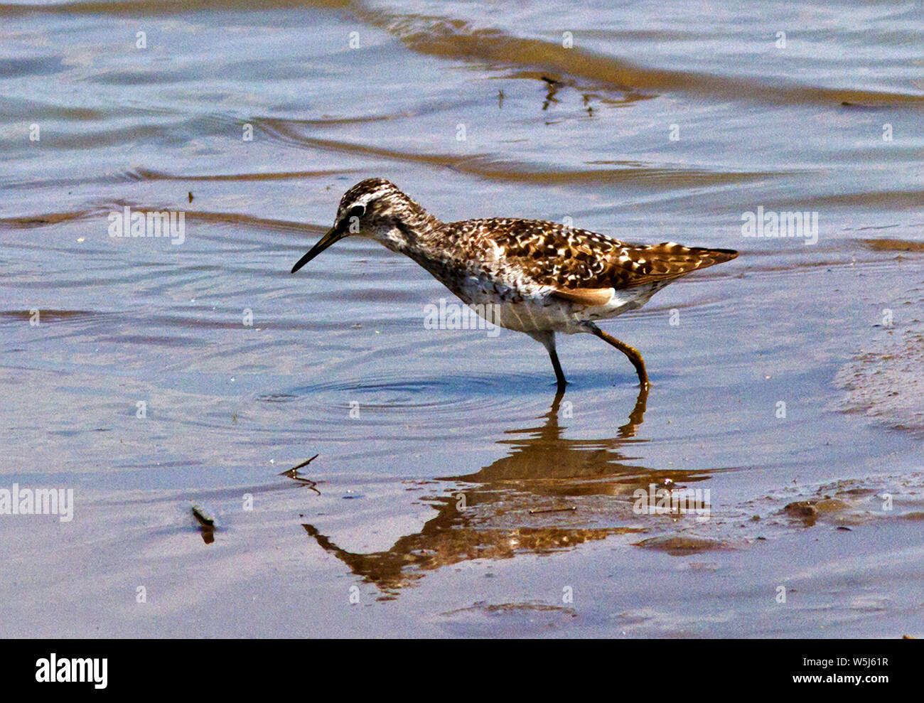 The Wood Sandpiper is a common and widespread visitor to Africas ...
