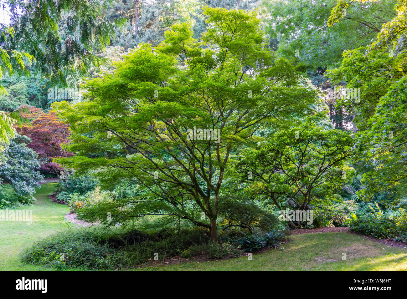 A view of a Japanese Maple tree at the Seattle Arboretum Stock Photo ...