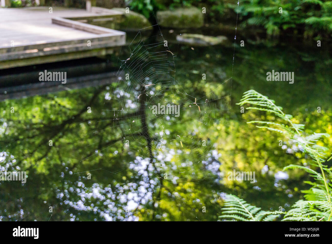Pond spider hi-res stock photography and images - Alamy