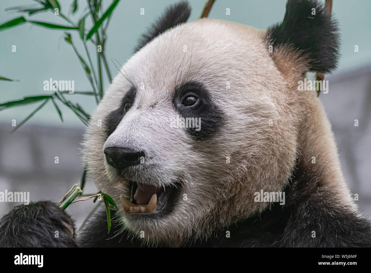 Panda head hi-res stock photography and images - Alamy
