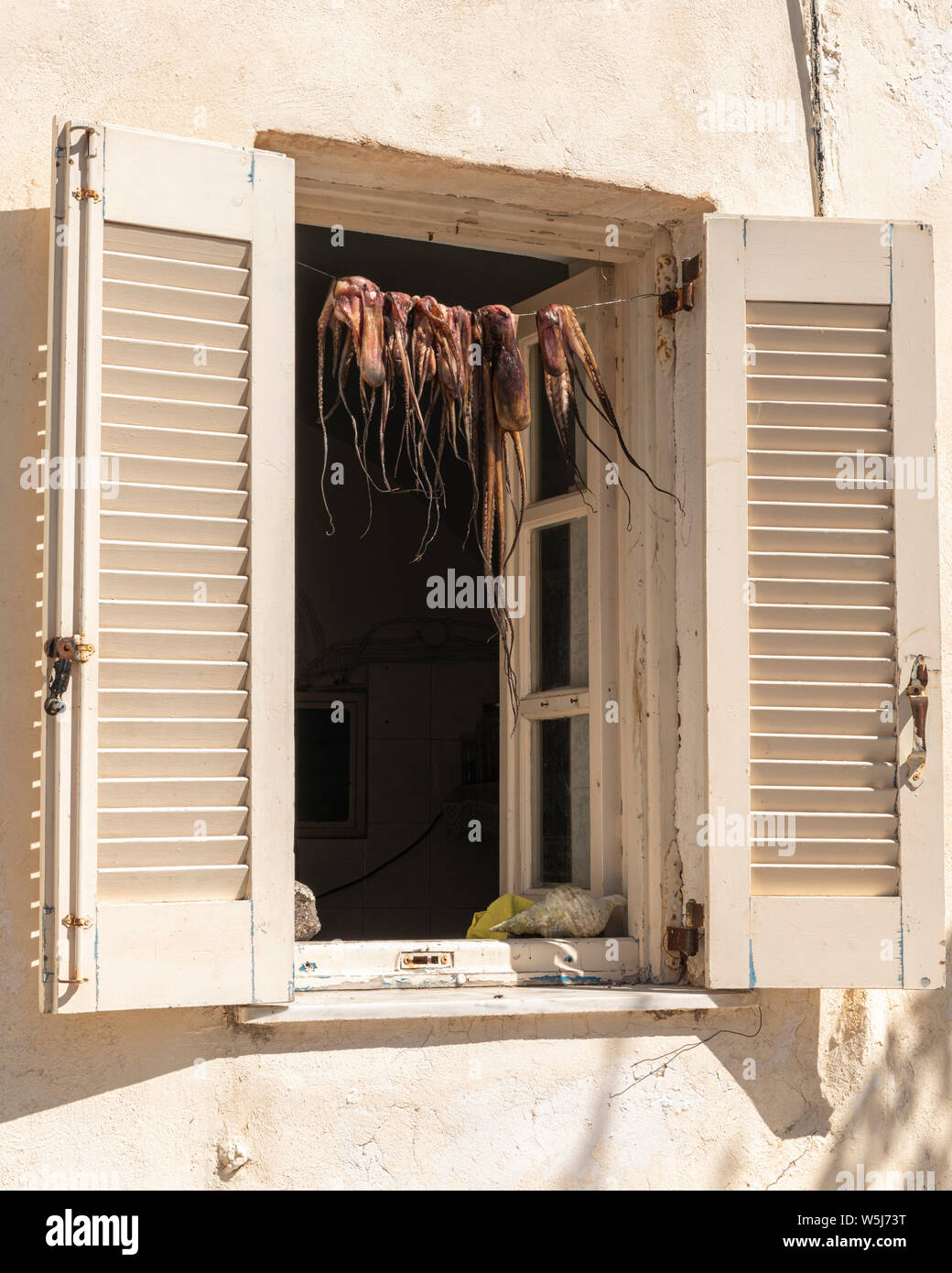 Squid hung in a kitchen window Stock Photo - Alamy