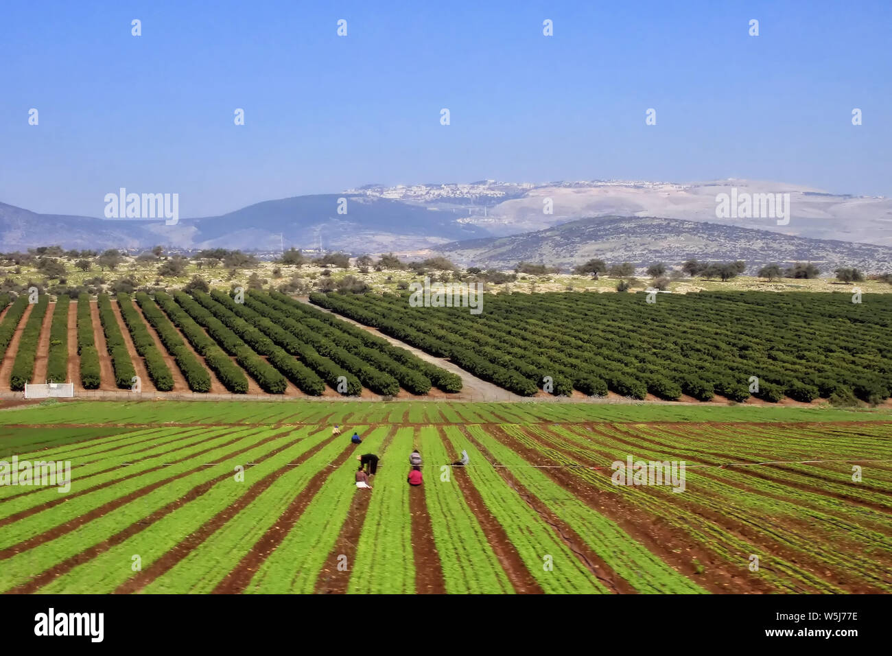Israeli agriculture hi-res stock photography and images - Alamy