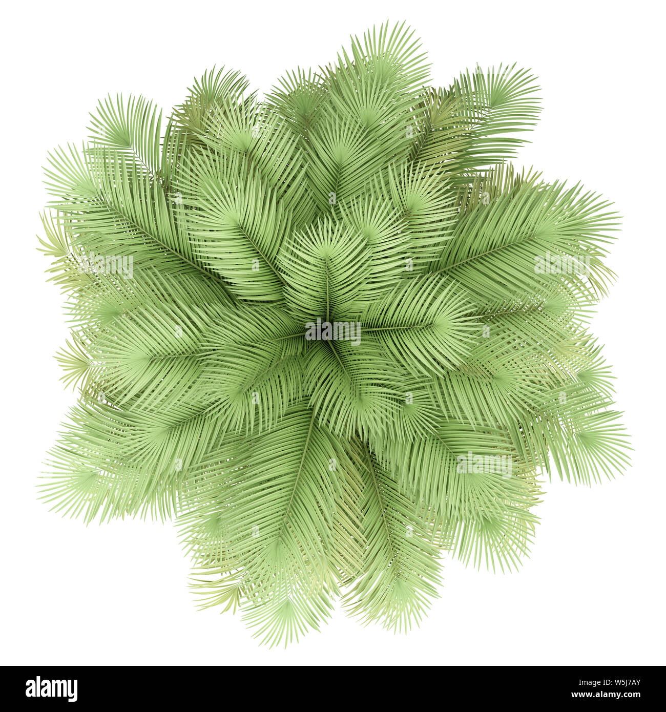 Coconut Tree Top View Png