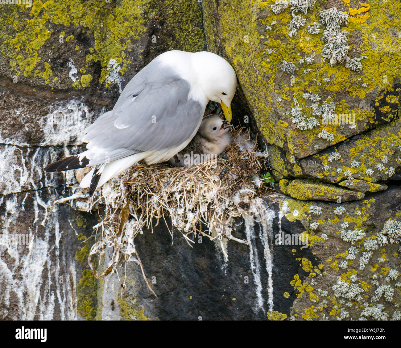 Black legged kittiwake on nest with chick hi-res stock photography and ...