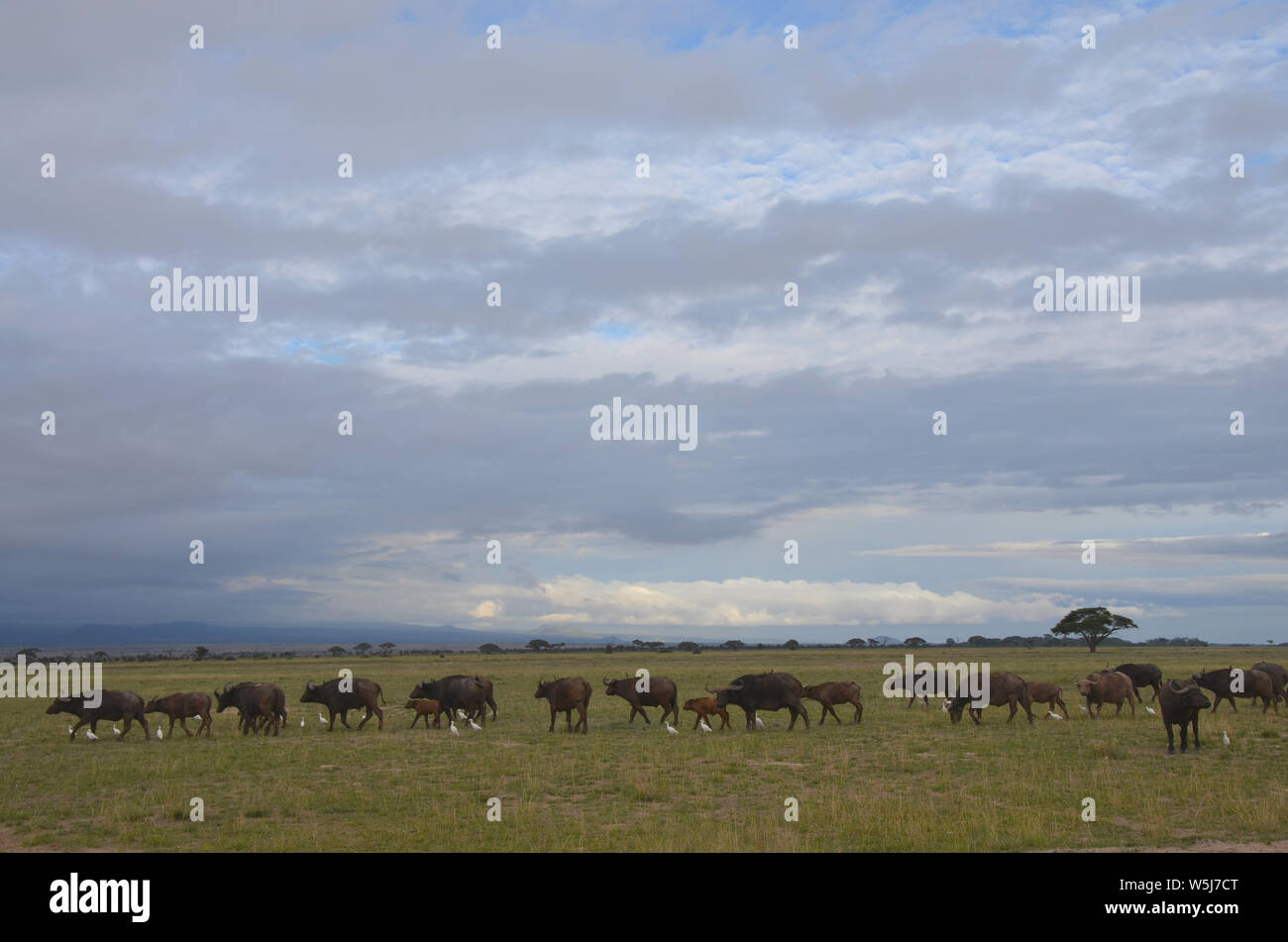 Birds of the horn of africa hi-res stock photography and images - Alamy