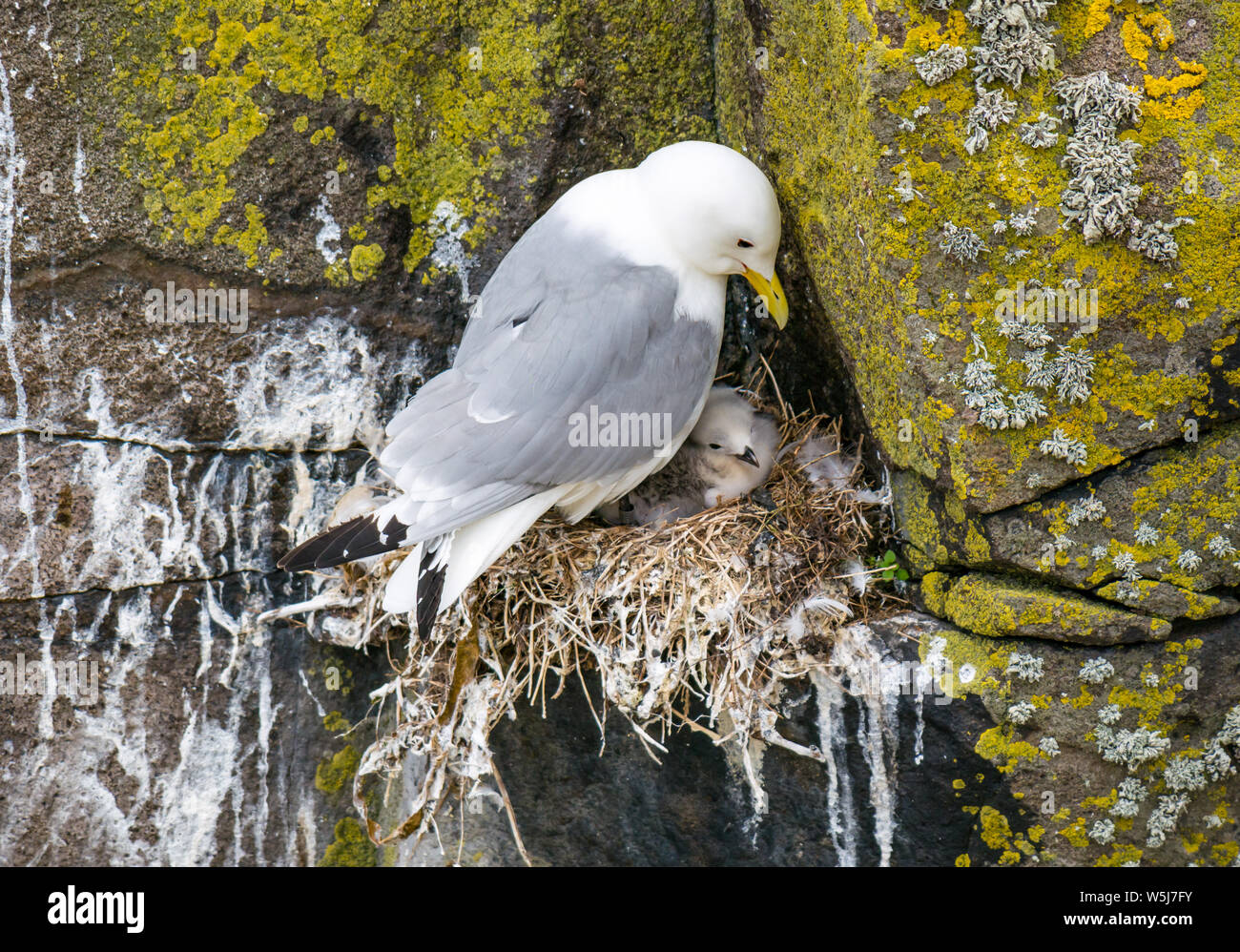 Kittiwake nest uk hi-res stock photography and images - Alamy