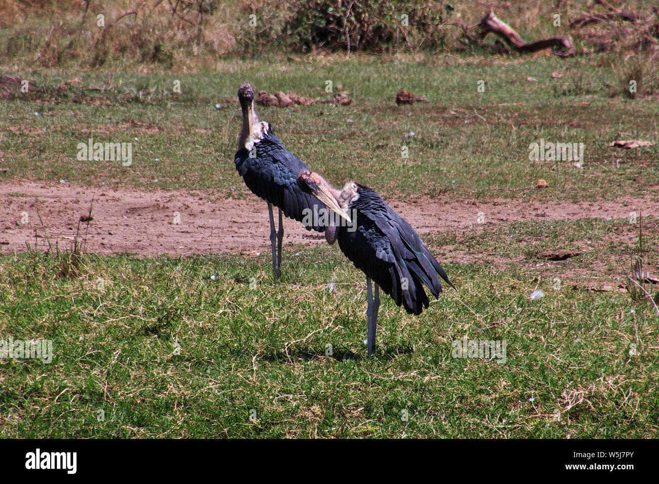 The marabou on safari in Kenia and Tanzania, Africa Stock Photo - Alamy