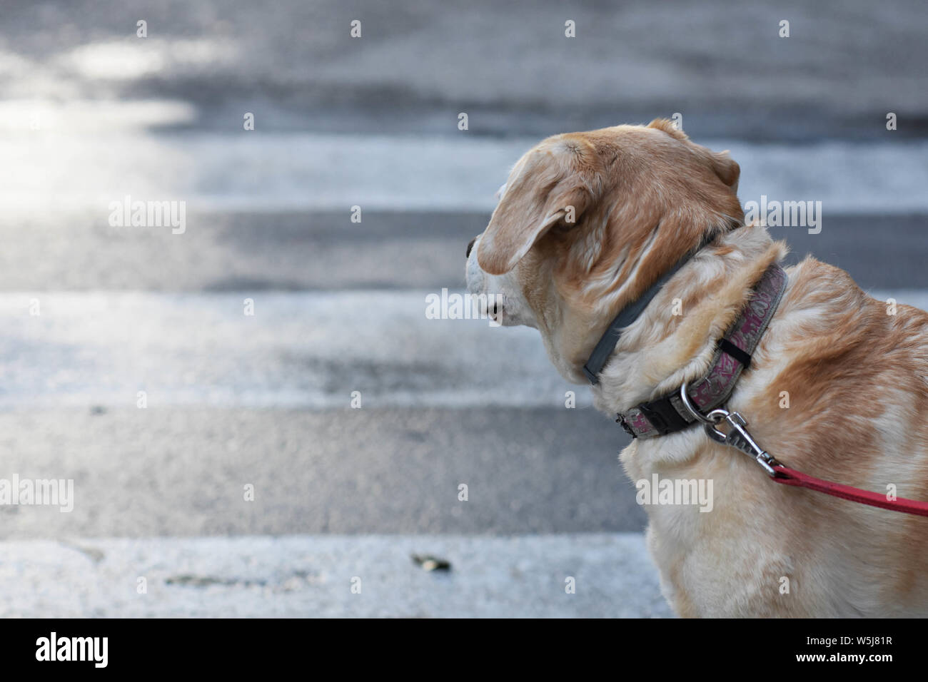 White labrador dog waiting outside hi-res stock photography and images ...