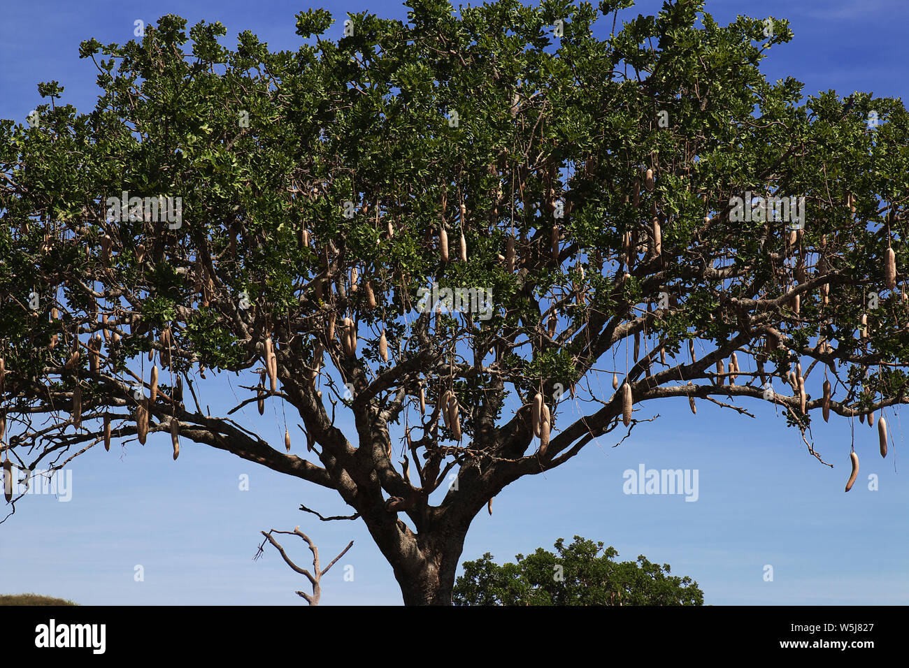 African breadfruit hi-res stock photography and images - Alamy