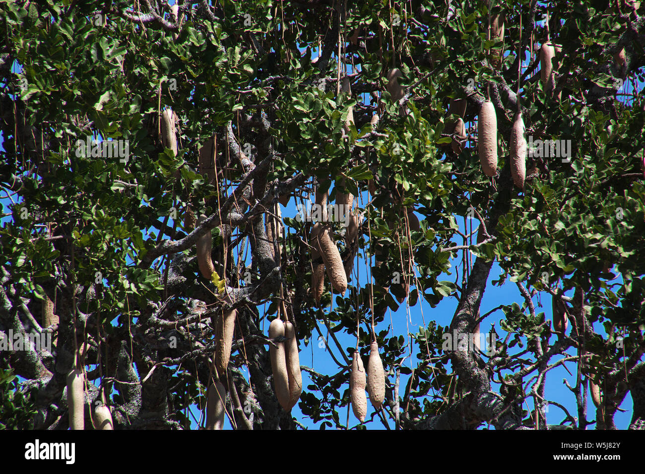 African breadfruit hi-res stock photography and images - Alamy