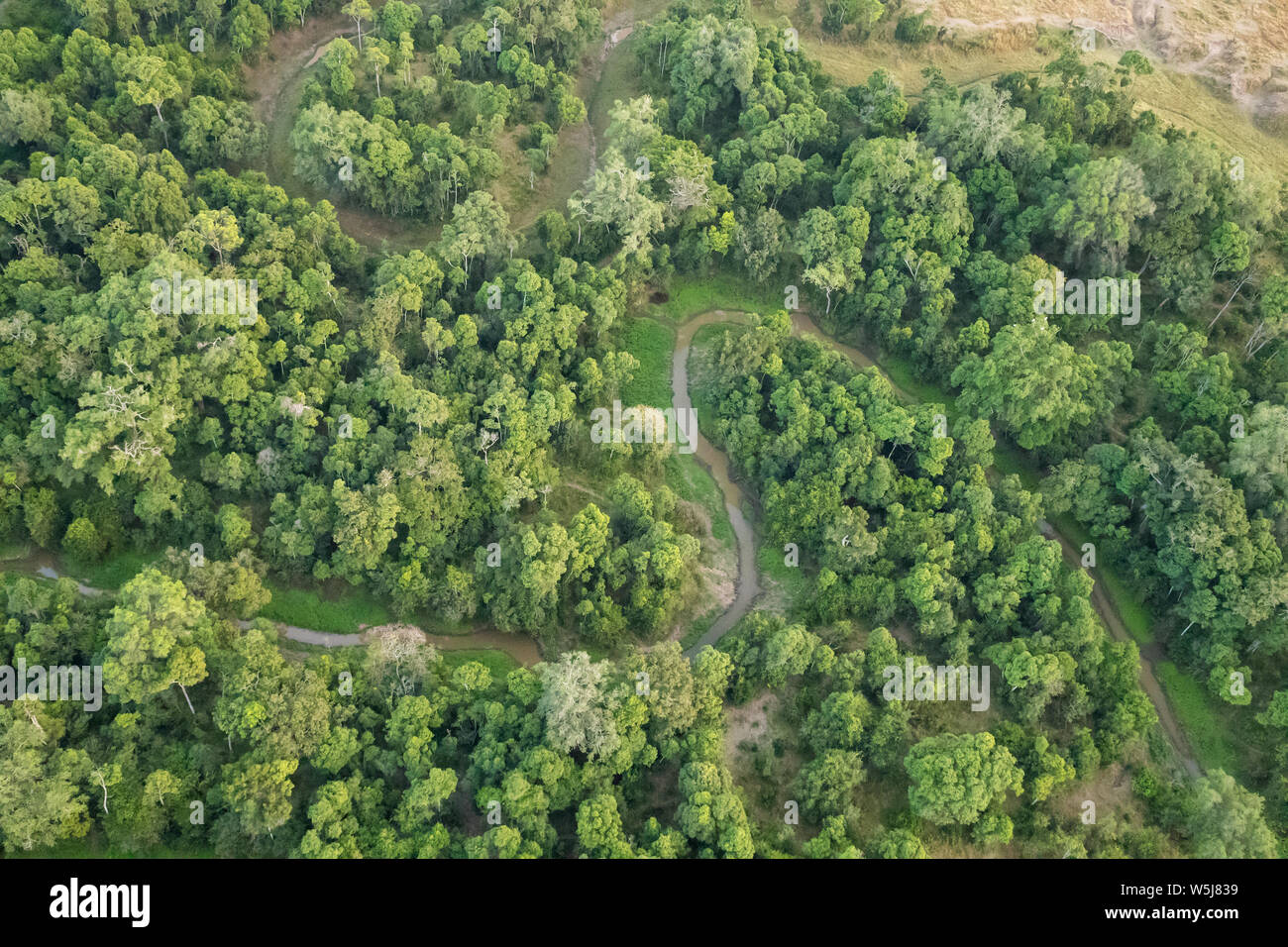 Treetops kenya hi-res stock photography and images - Alamy