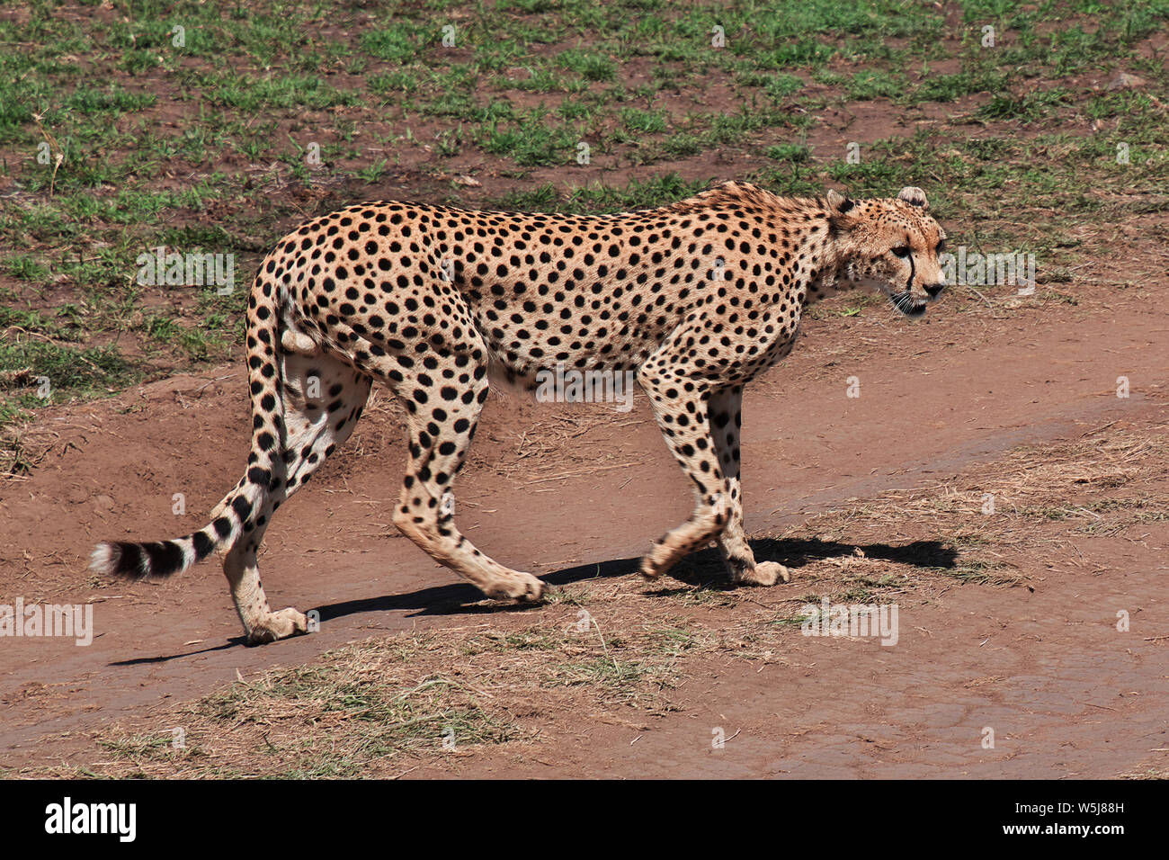 Cheetah family on the savanna hi-res stock photography and images - Alamy