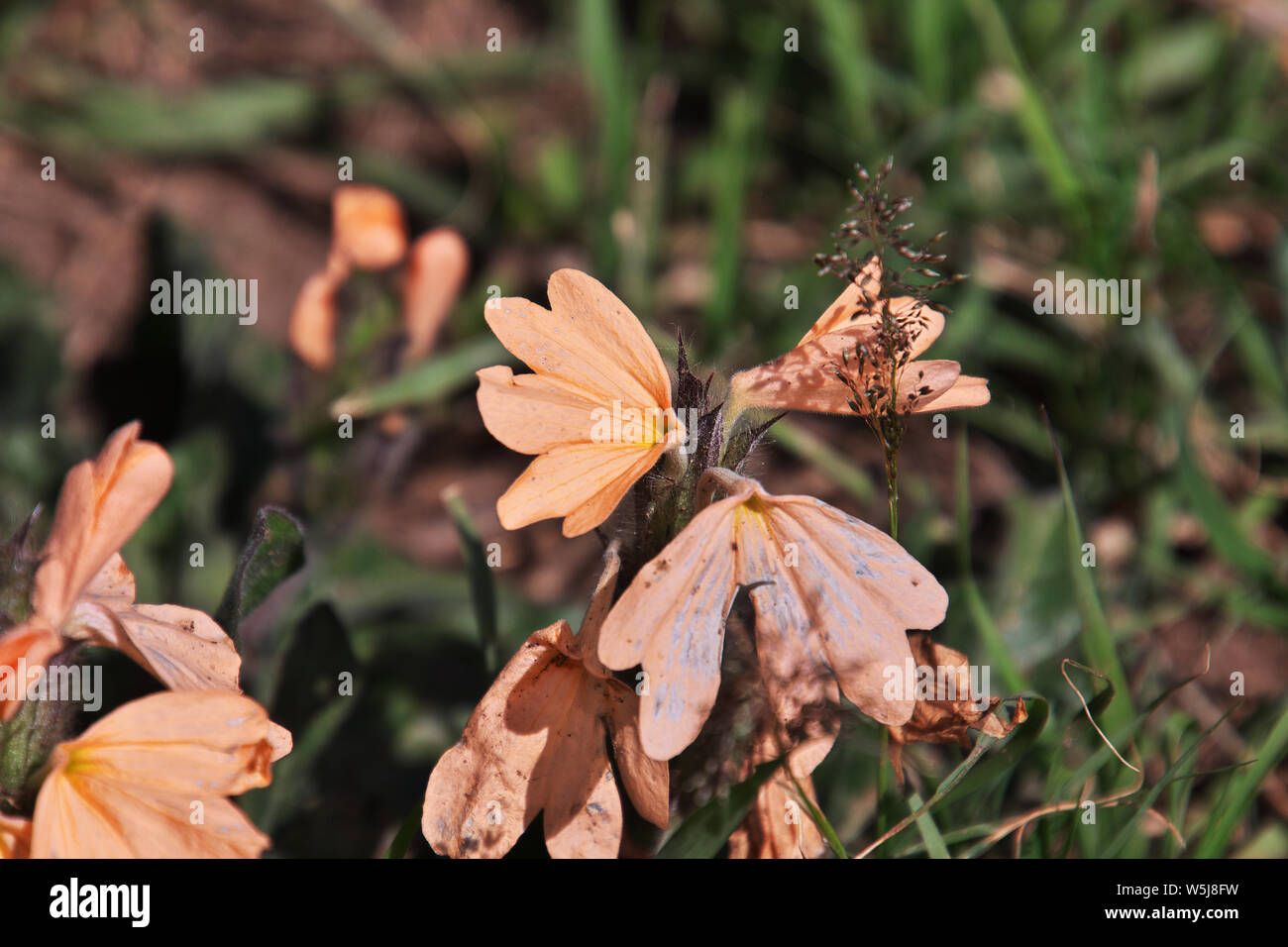 Flowers on safari in Kenia and Tanzania, Africa Stock Photo - Alamy