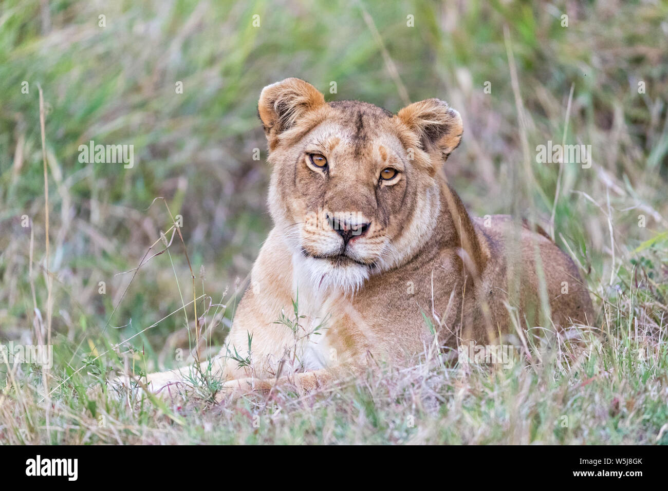 Looking strait hi-res stock photography and images - Alamy