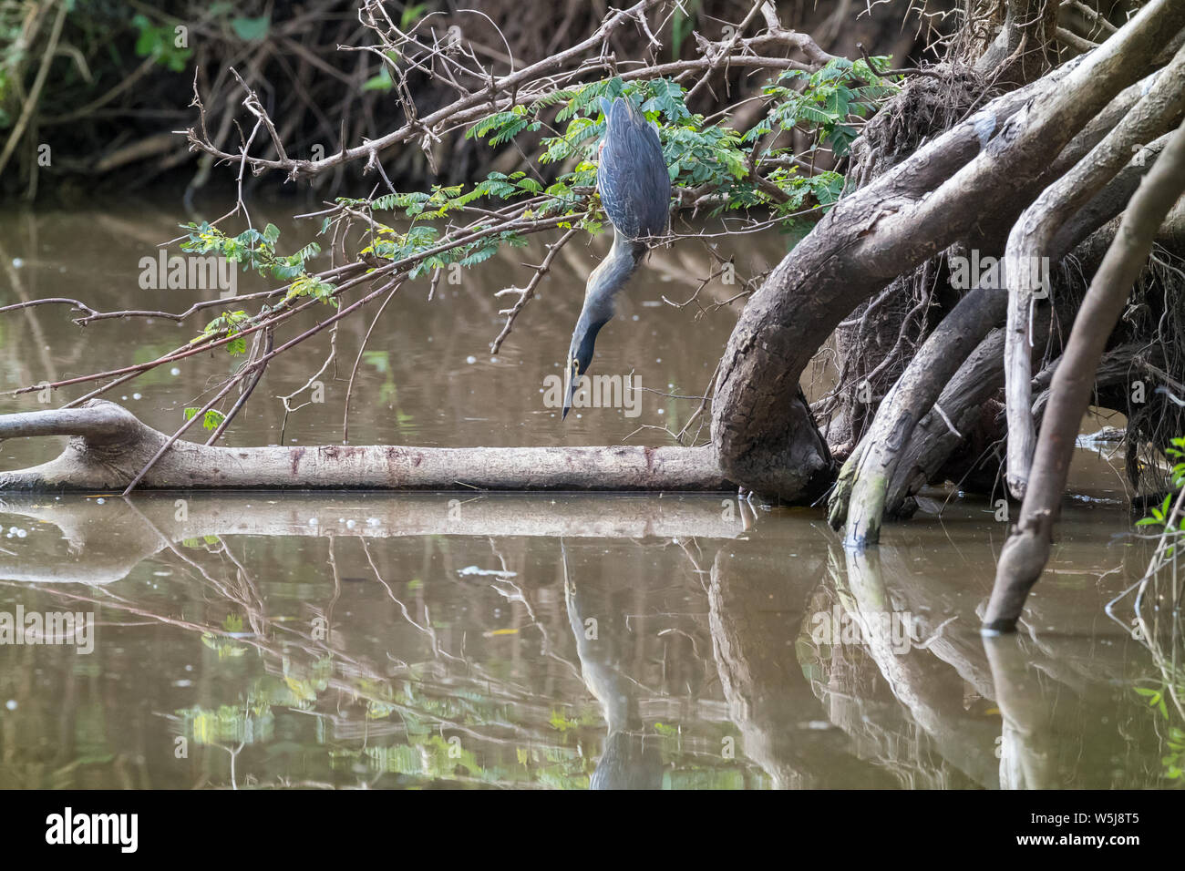 Black-headed heron fishing in a stream in the Masai Mara, Kenya. These ...