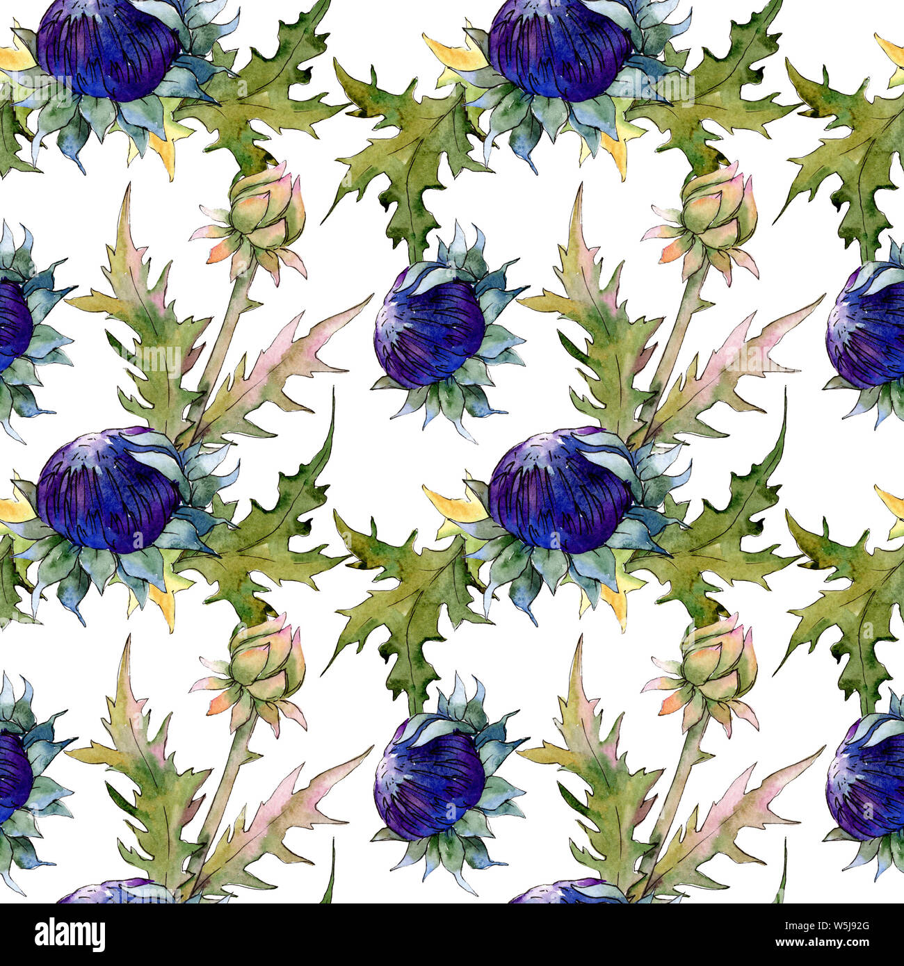 Thistle floral botanical flowers. Watercolor background illustration ...