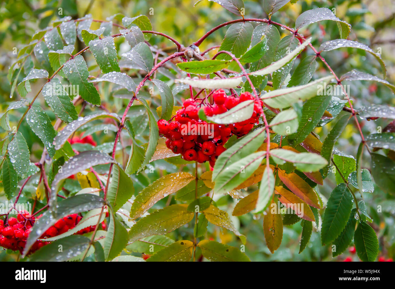 Rowan after the rain Stock Photo - Alamy