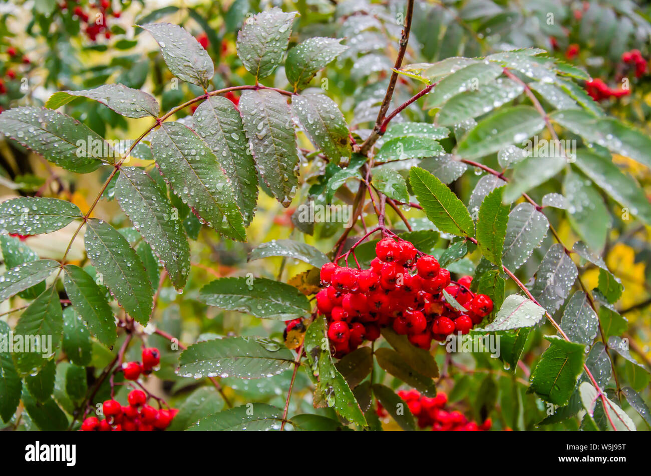 Rowan after the rain Stock Photo - Alamy