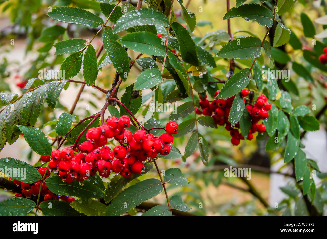 Rowan after the rain Stock Photo - Alamy