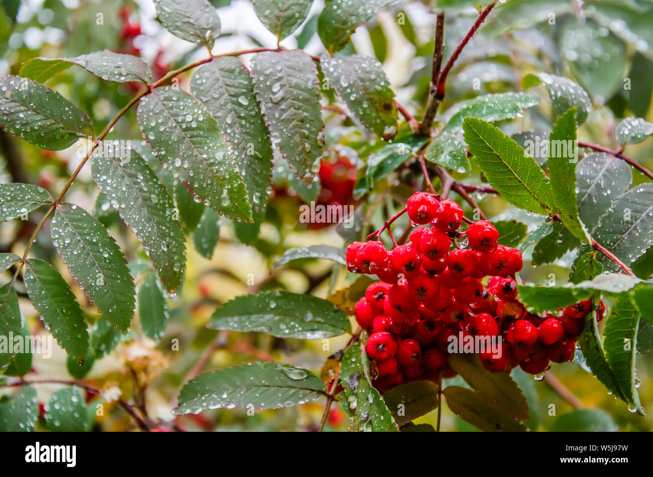 Rowan after the rain Stock Photo - Alamy