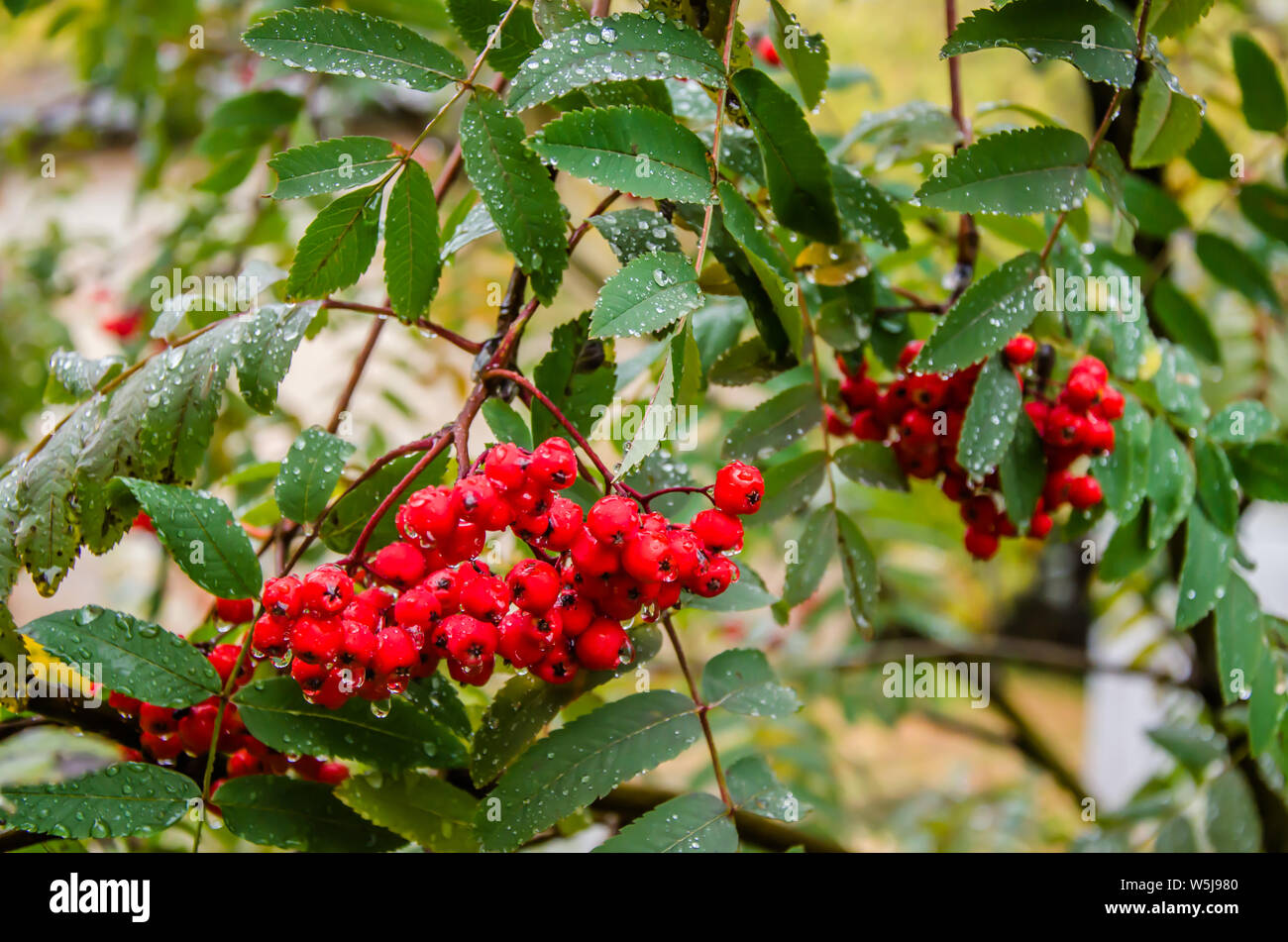 Rowan after the rain Stock Photo - Alamy