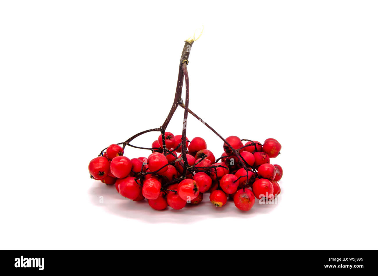 Rowan on a white background isolated Stock Photo - Alamy
