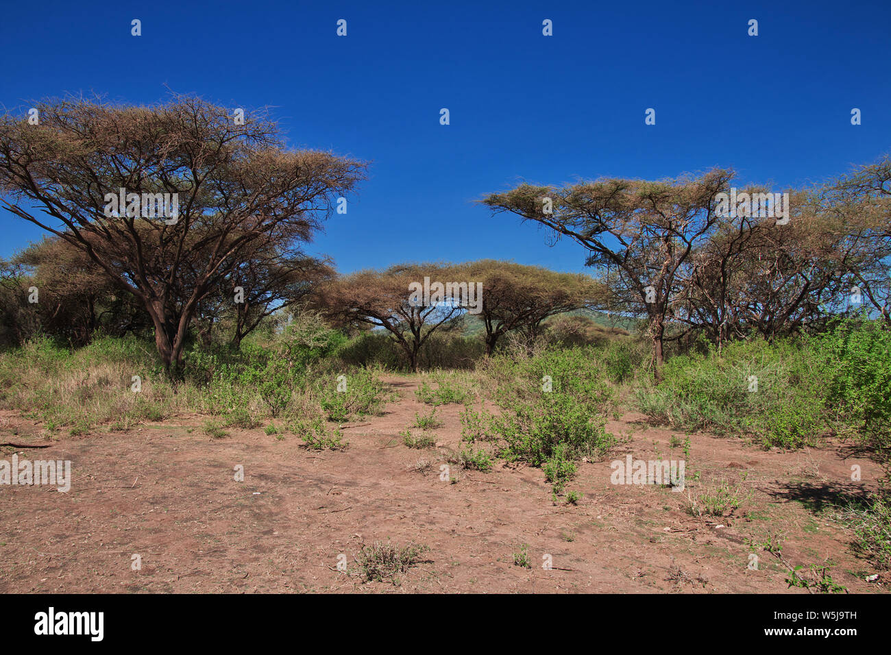 San people bushmen in village hi-res stock photography and images - Alamy