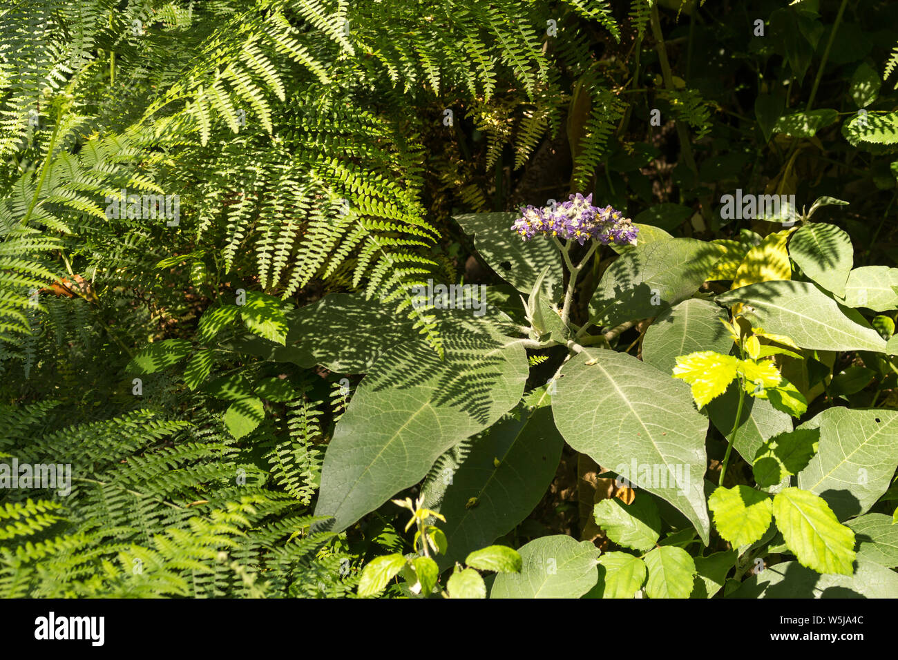 Spring nature in the forest, with its fresh green color. Wild growing ...