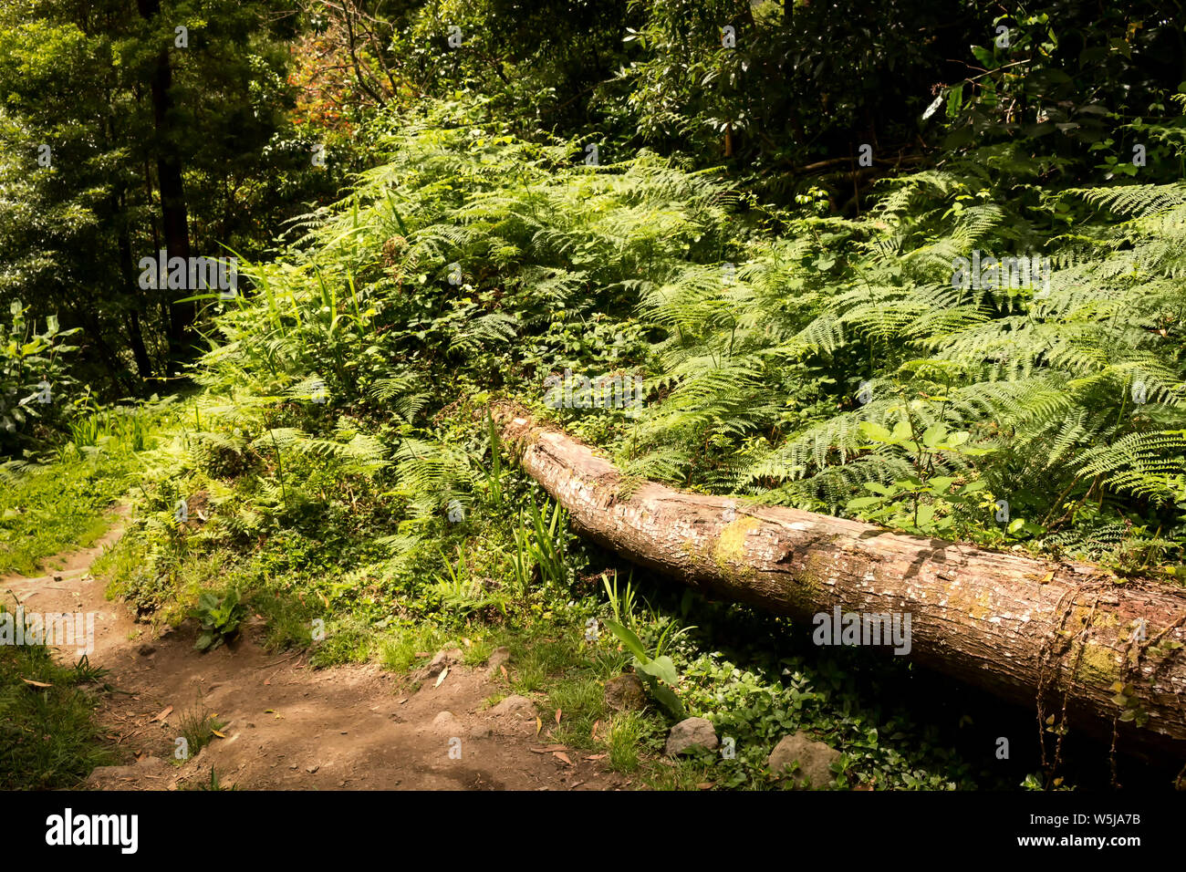 Fresh green leaves of the trees in the forest in the spring. Wild ...