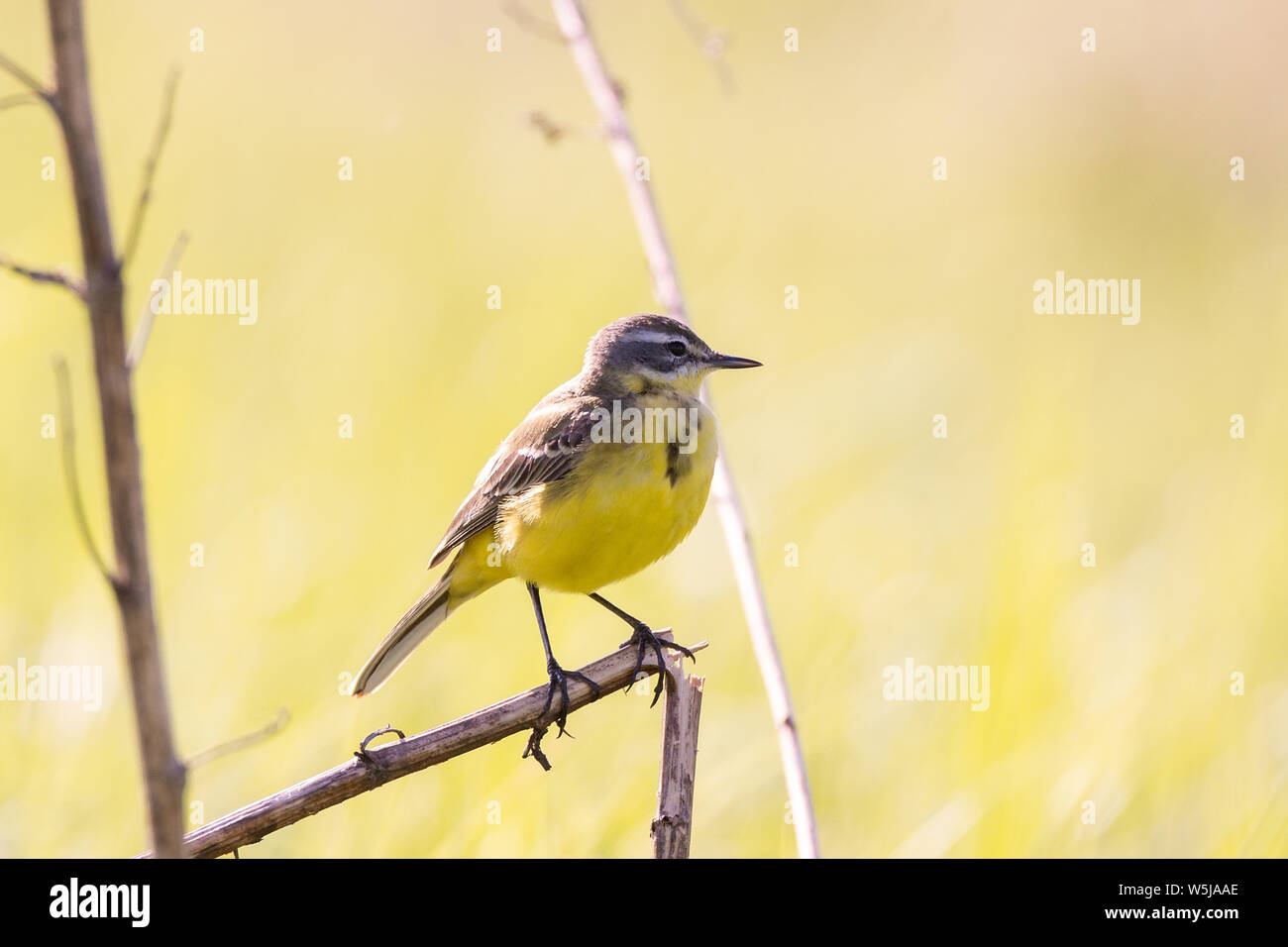 Western Yellow Tail Wagtail High Resolution Stock Photography and ...