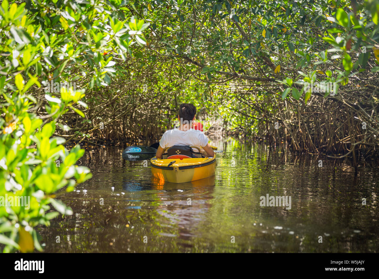 Tourist kayaking in mangrove forest Stock Photo - Alamy