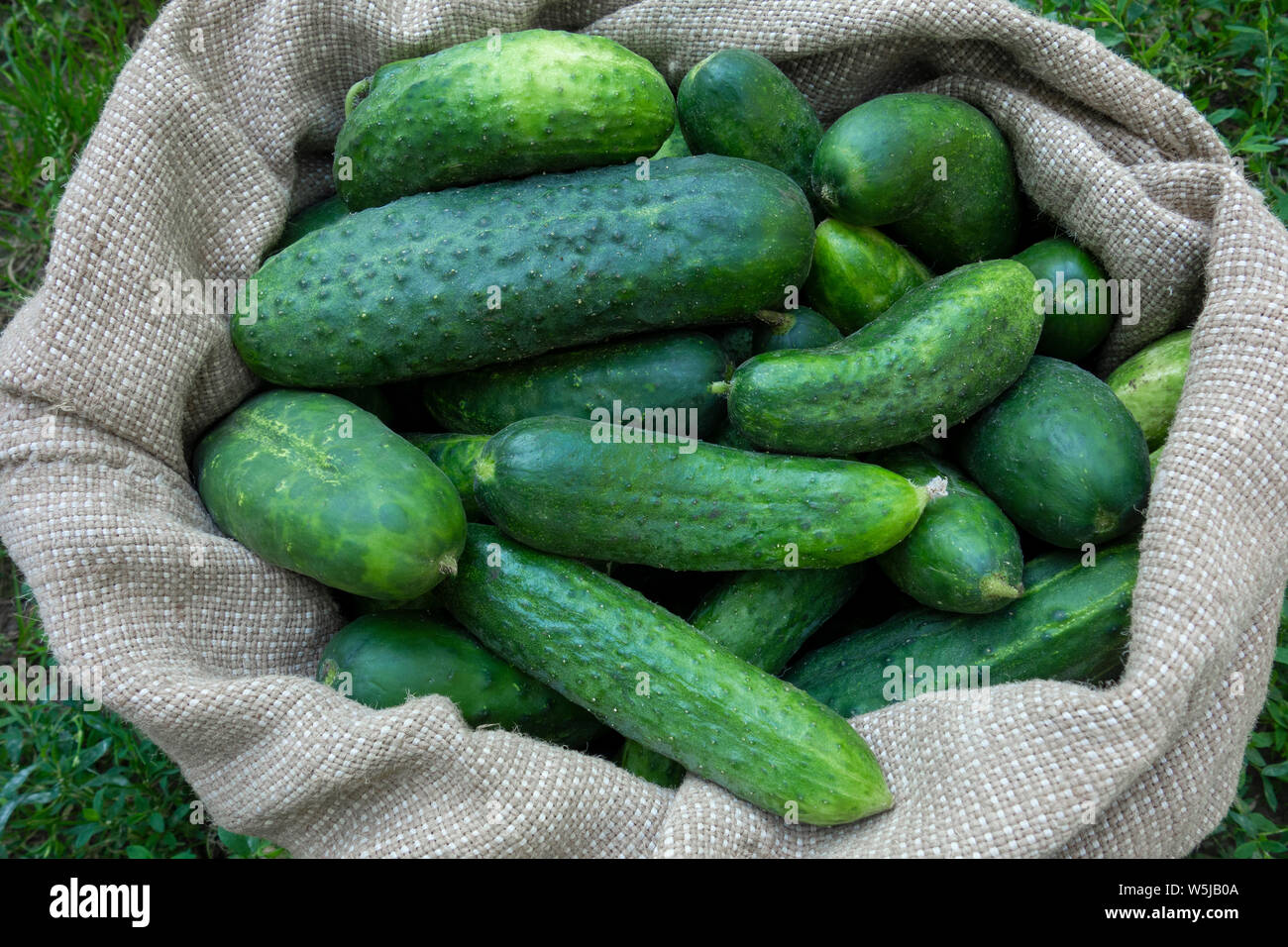 Cucumbers in sack on green grass background. Summer harvest closeup ...