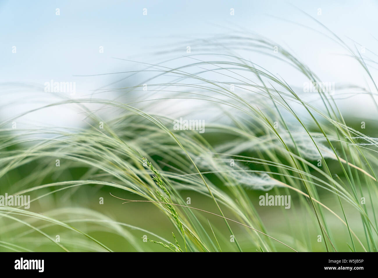 Feather Grass in the meadow inflates the wind Stock Photo - Alamy